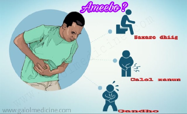 Ameebo | Galolmedicine