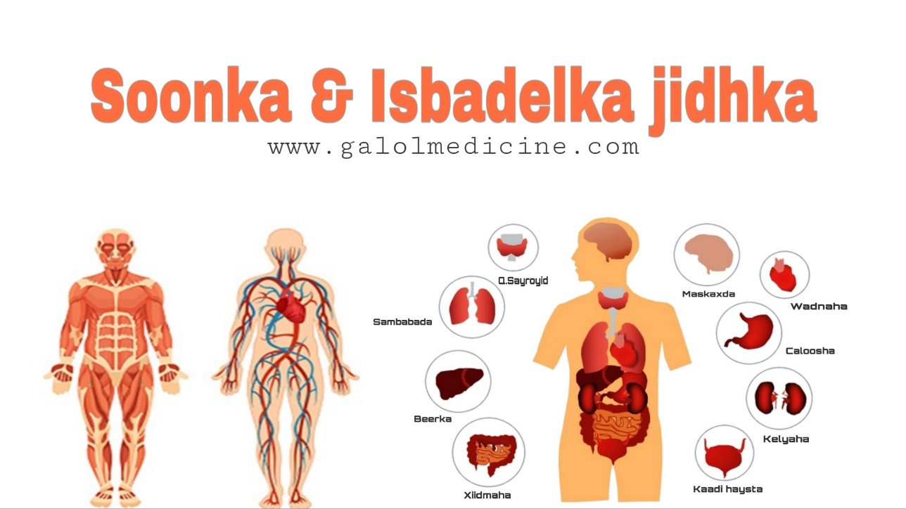 Soonka iyo Isbadelka Jidhka | Galolmedicine